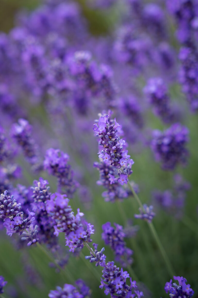 Residential Park in South East Wales | Riverside Residential Park